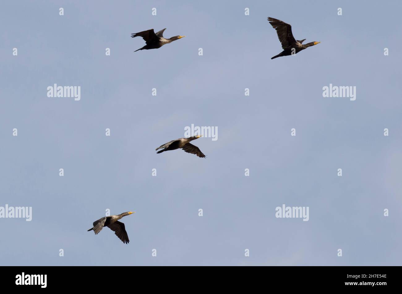 Predator birds hi-res stock photography and images - Alamy