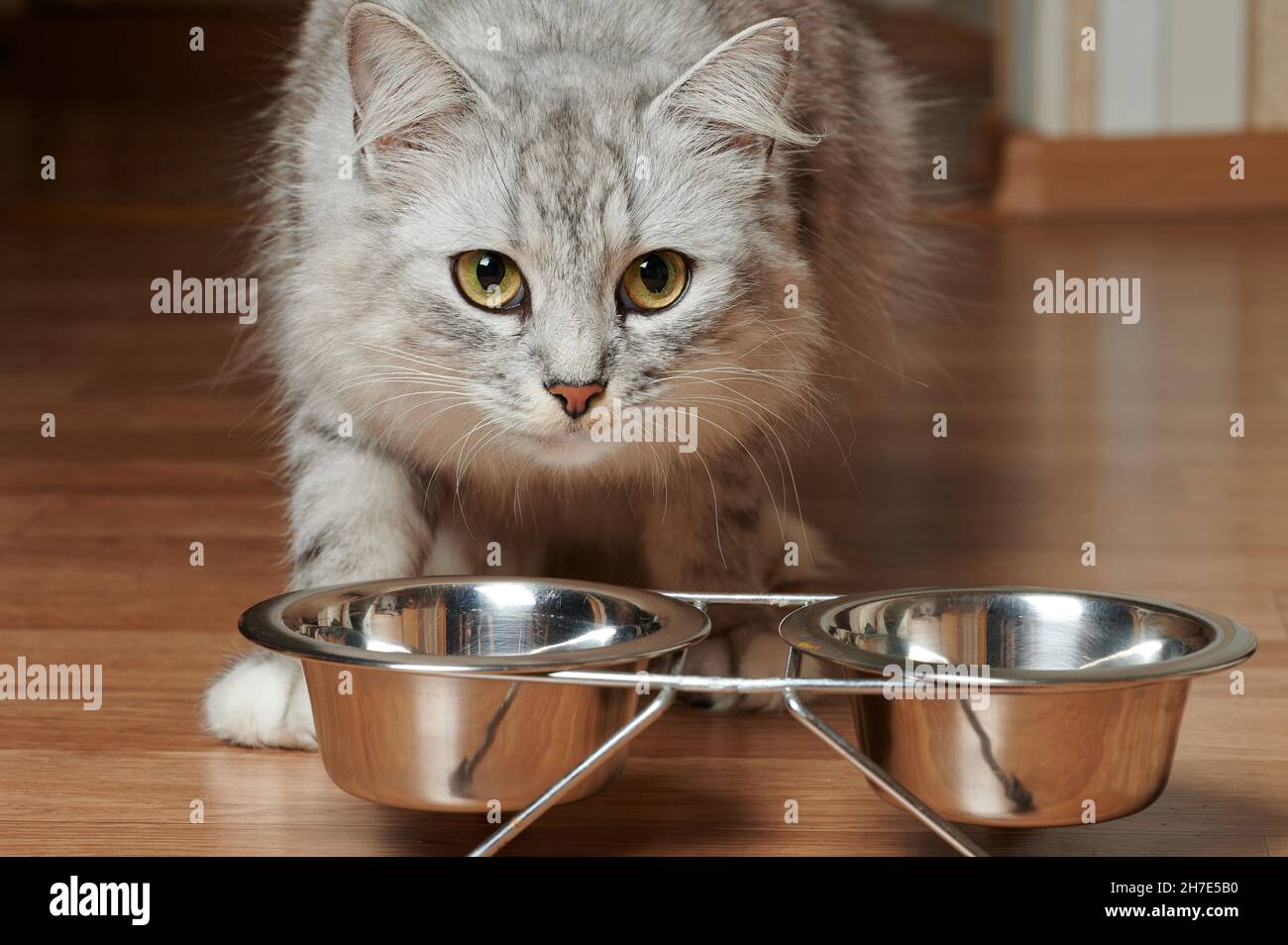 Fluffy grey cat eat food from metal bowls in apartment background Stock ...