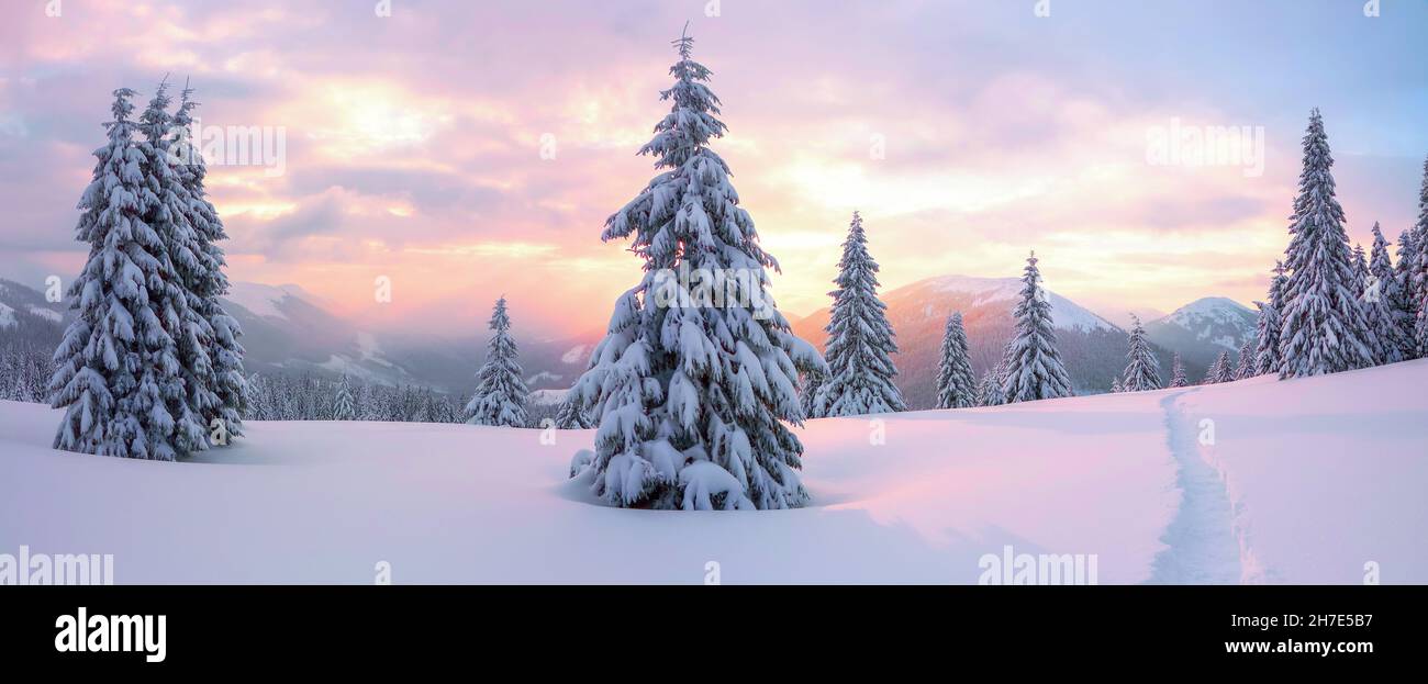 A panoramic view on high mountain. Winter forest. Amazing sunrise. Lawn ...