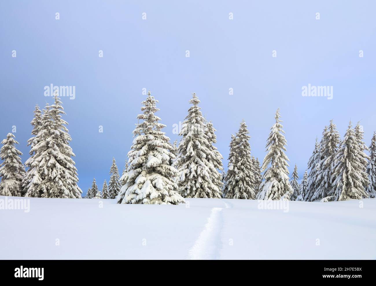 Beautiful landscape on the cold winter morning. Pine trees in the ...