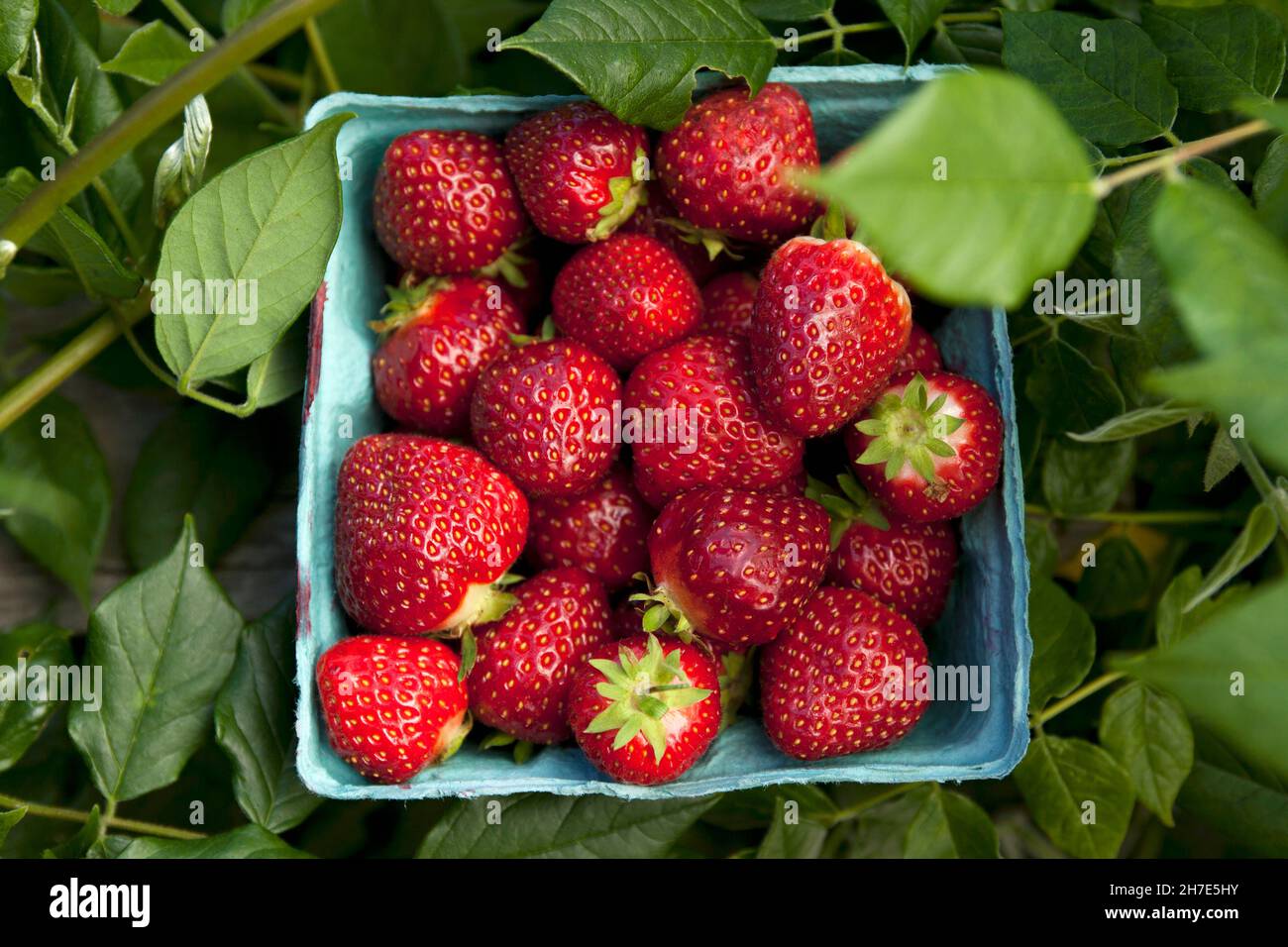 Cardboard Punnet High Resolution Stock Photography and Images - Alamy
