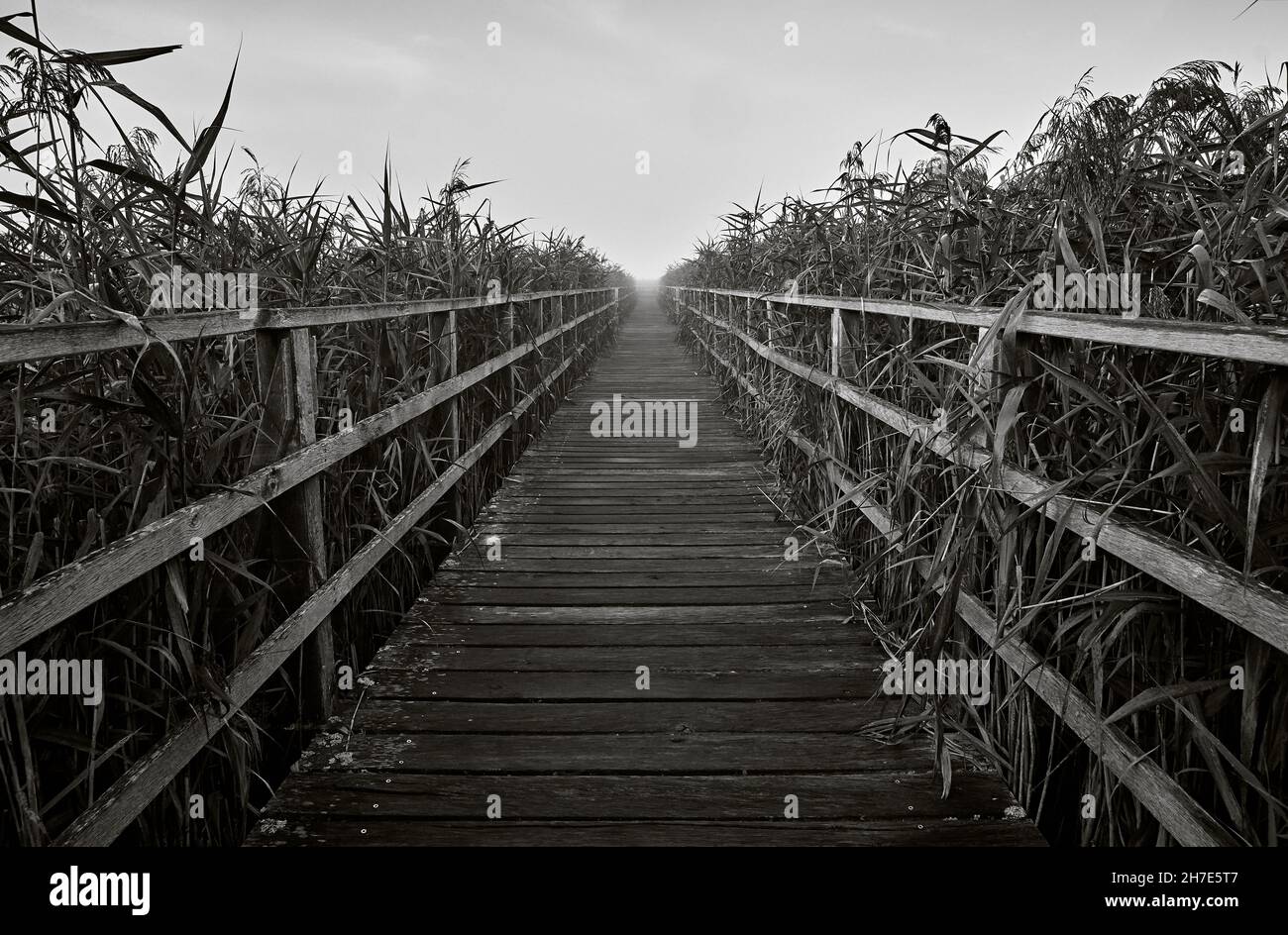 Wooden path through reeds at Federseesteg, Bad Buchau, Germany Stock ...