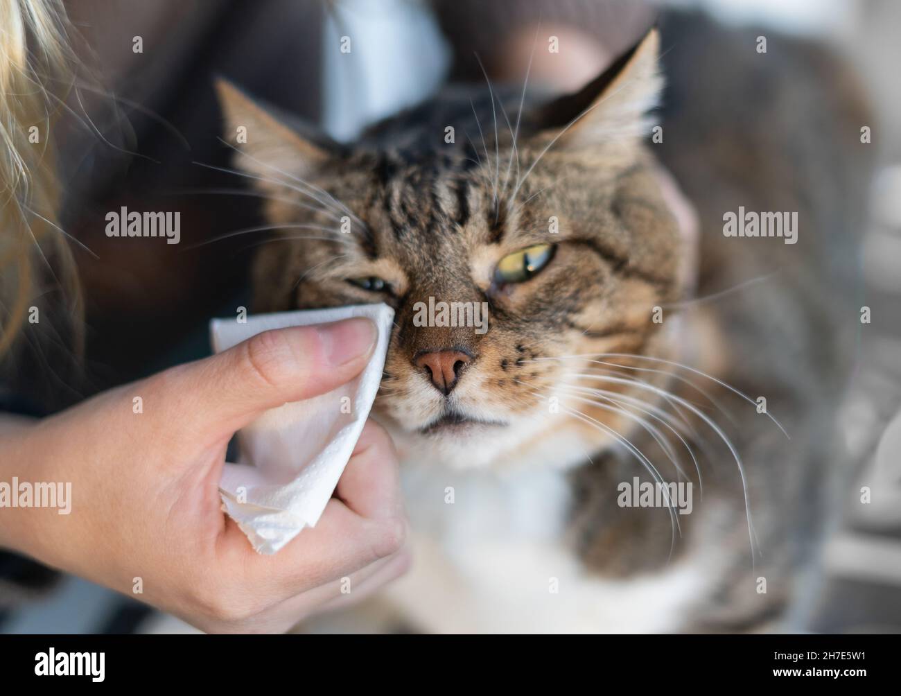 Pet health care.Female hand clean cat eye Stock Photo - Alamy