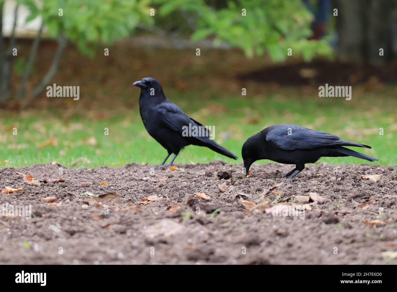 Shallow focus of two common ravens standing on the brown soil Stock ...