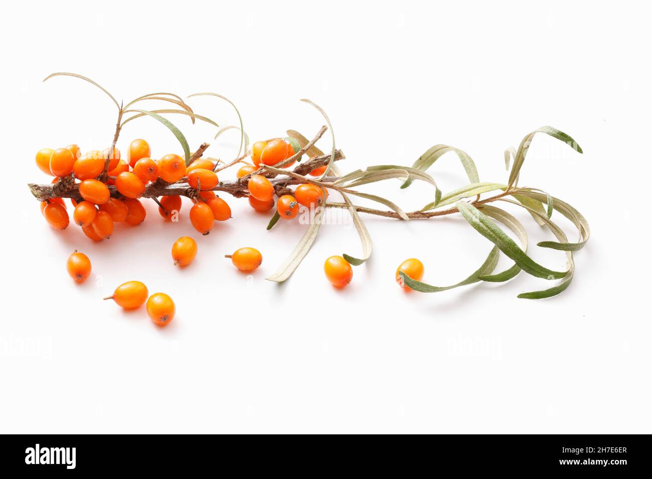 Fresh sea buckthorn berry Cut Out Stock Images & Pictures - Alamy