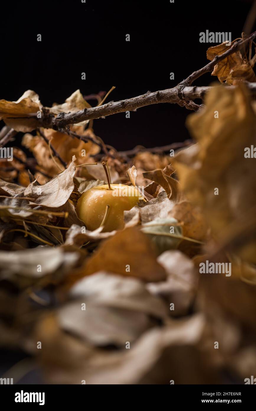 Apples falling tree branch hi-res stock photography and images - Alamy