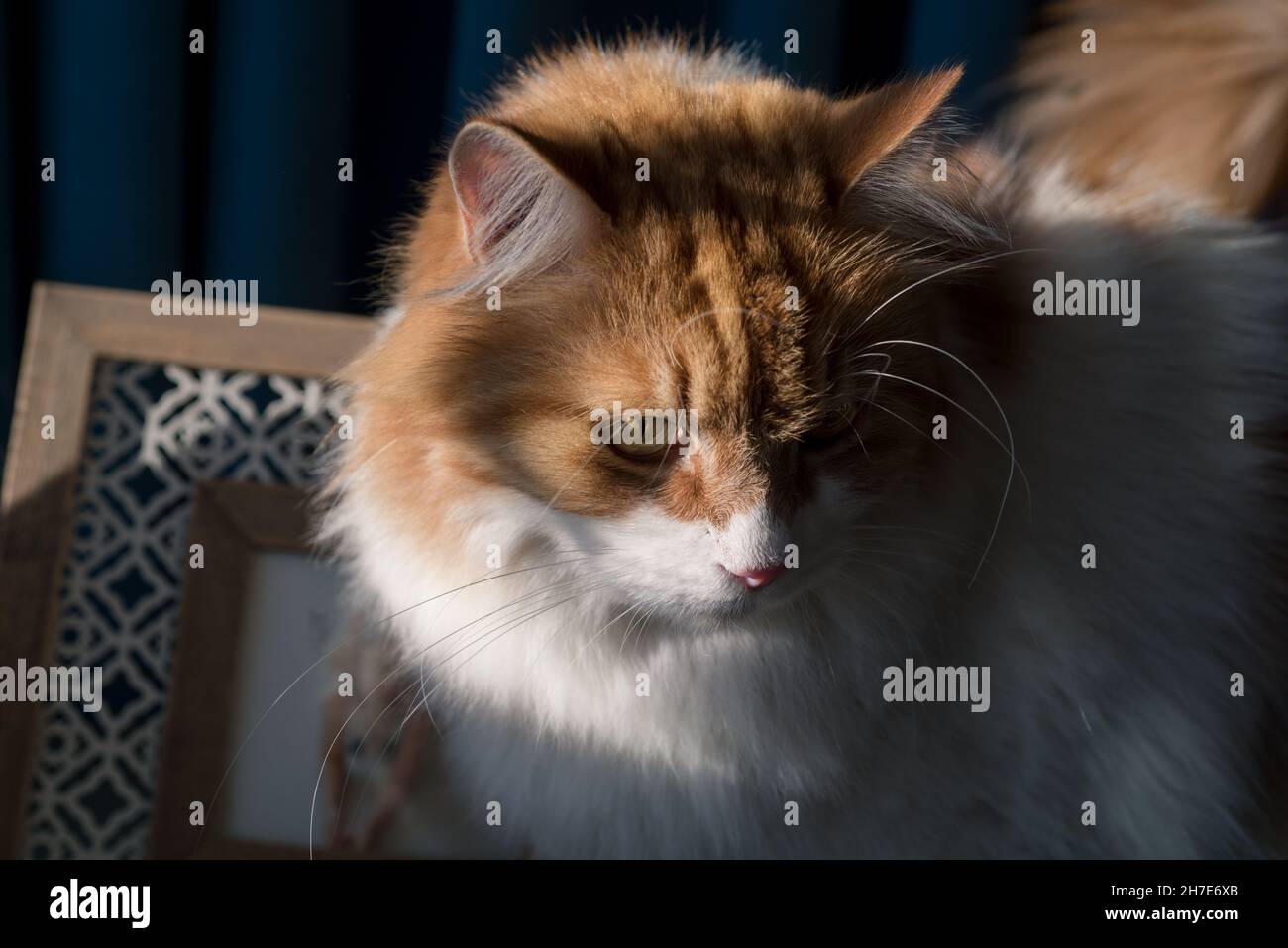 Cat gazing hi-res stock photography and images - Alamy