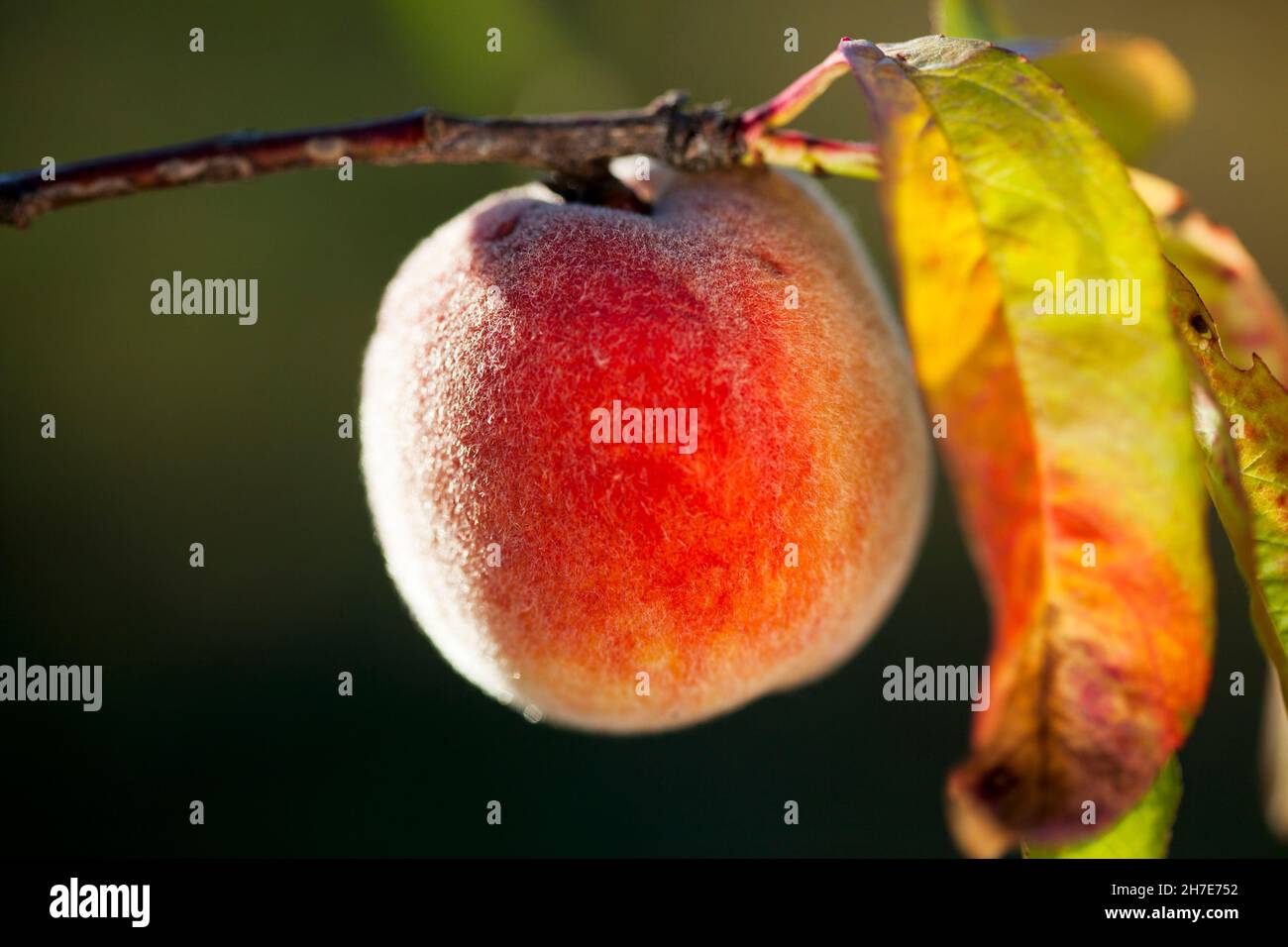 Peach on the tree hi-res stock photography and images - Alamy