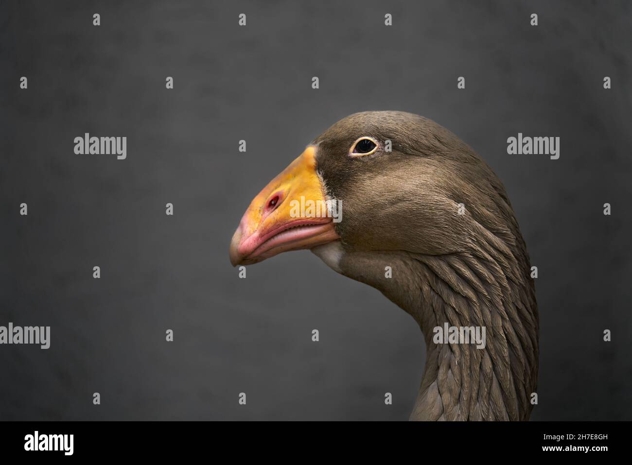 Portrait of a goose, side view, isolated on dark background Stock Photo ...