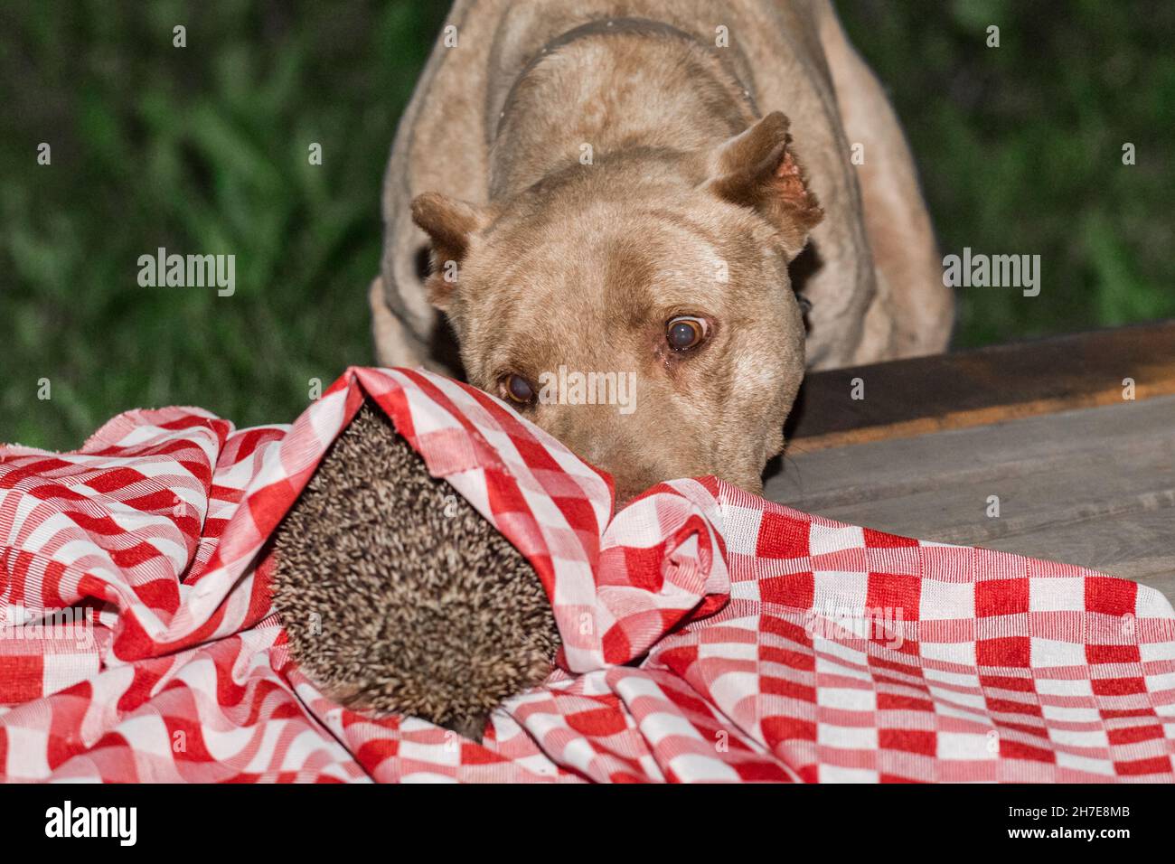 Pit bull nature hi-res stock photography and images - Alamy