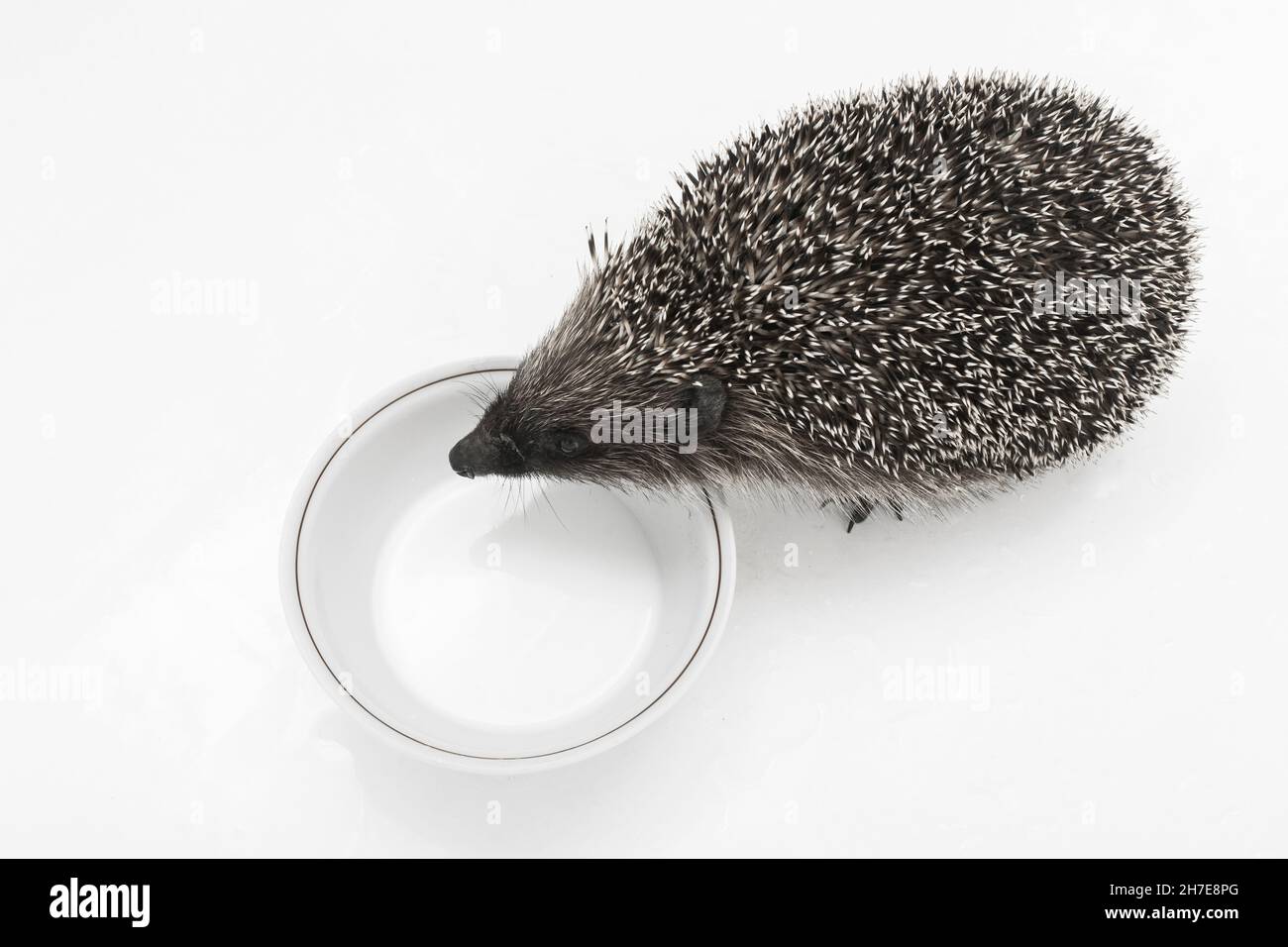 Hedgehog a prickly animal of wild nature drinks milk from a saucer on a ...
