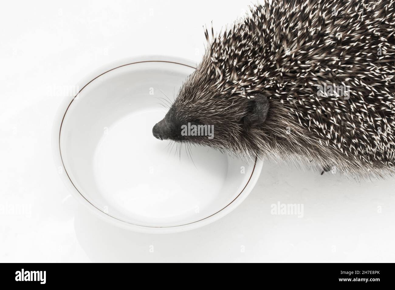 Hedgehog a prickly animal of wild nature drinks milk from a saucer on a ...
