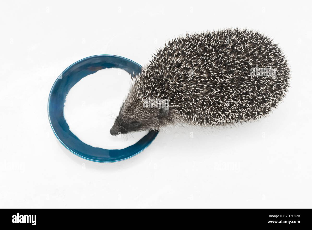 Hedgehog a prickly animal of wild nature drinks milk from a saucer on a ...