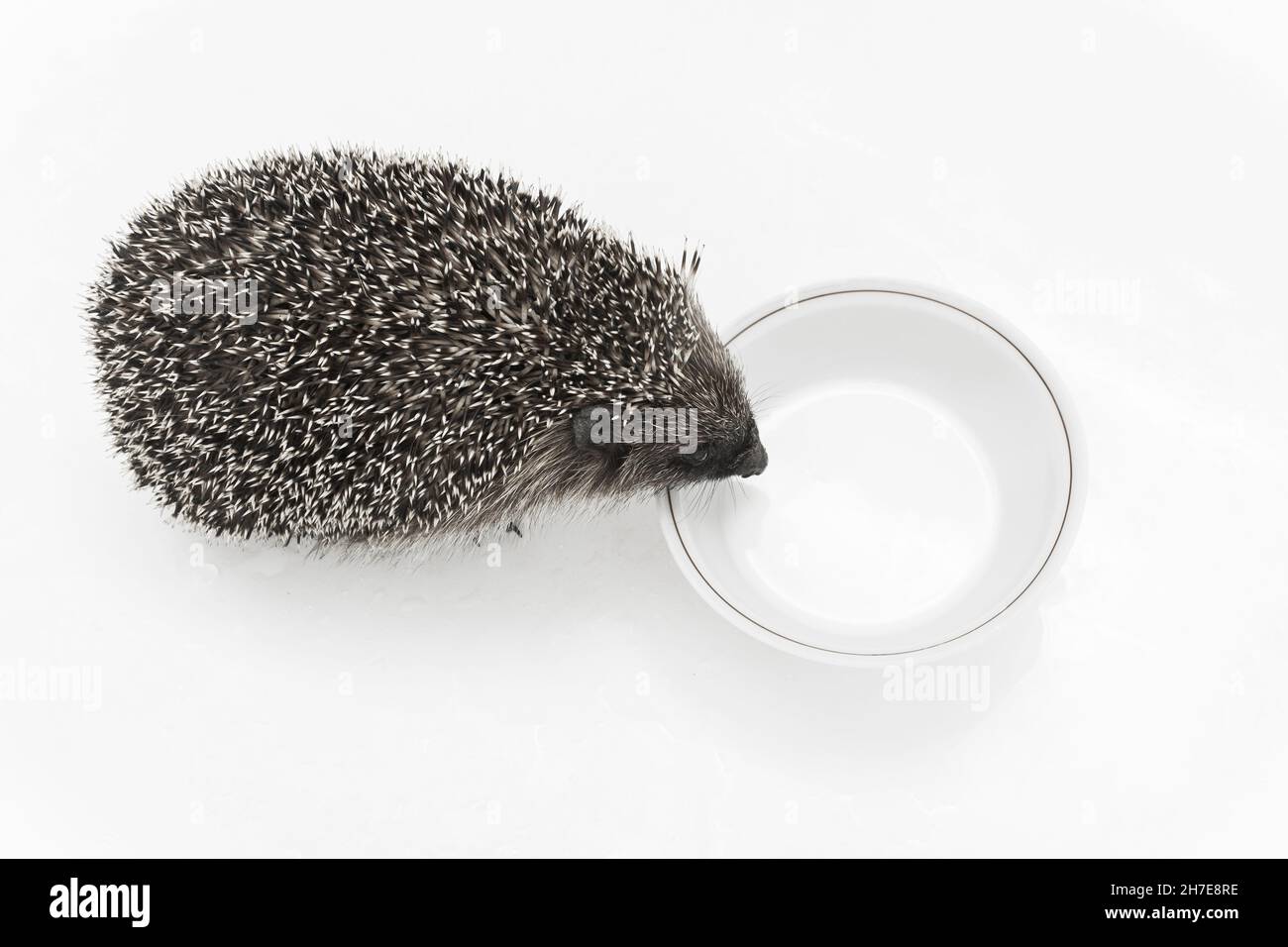Hedgehog a prickly animal of wild nature drinks milk from a saucer on a ...