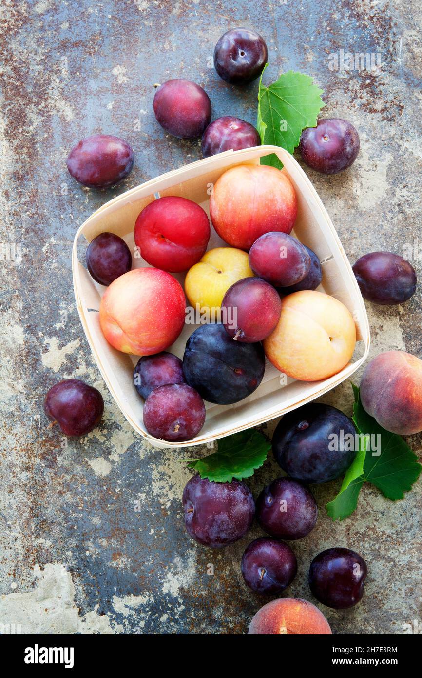 A variety of different plums, some in a wooden punnet on a distressed ...