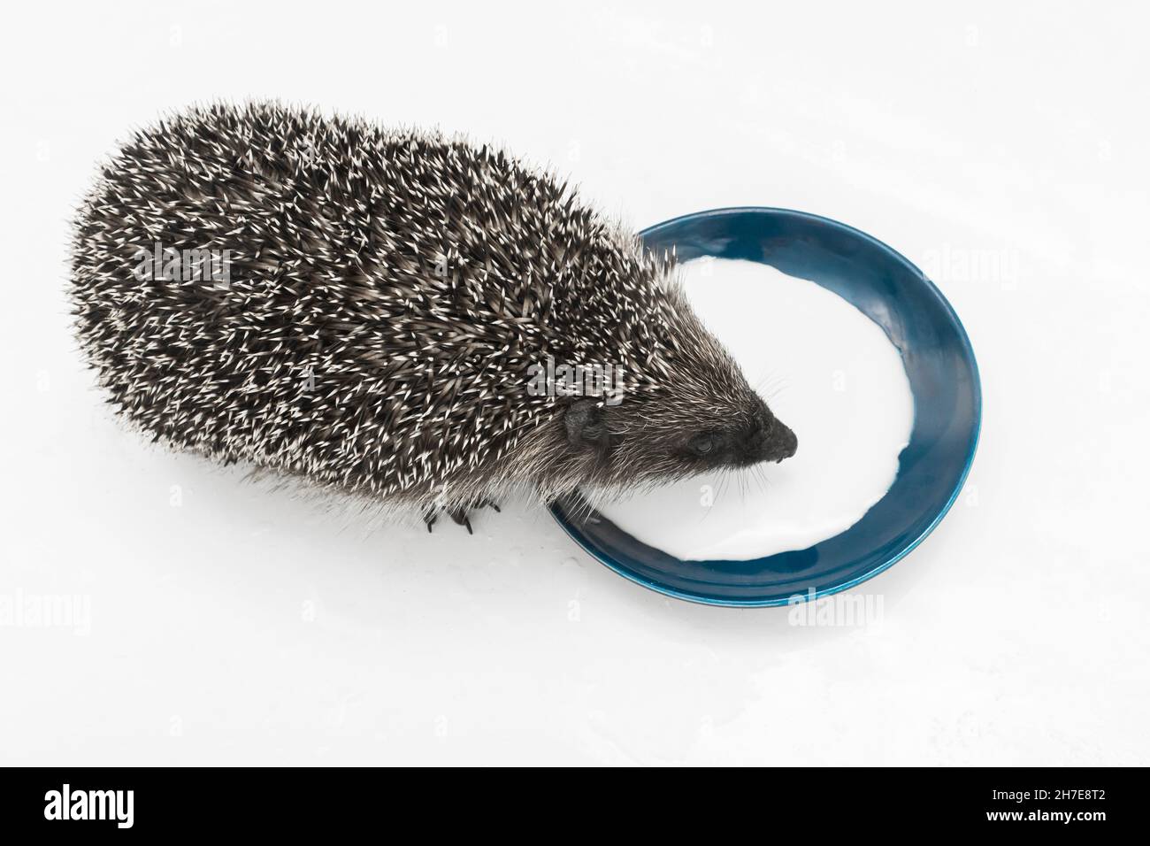 Hedgehog a prickly animal of wild nature drinks milk from a saucer on a ...