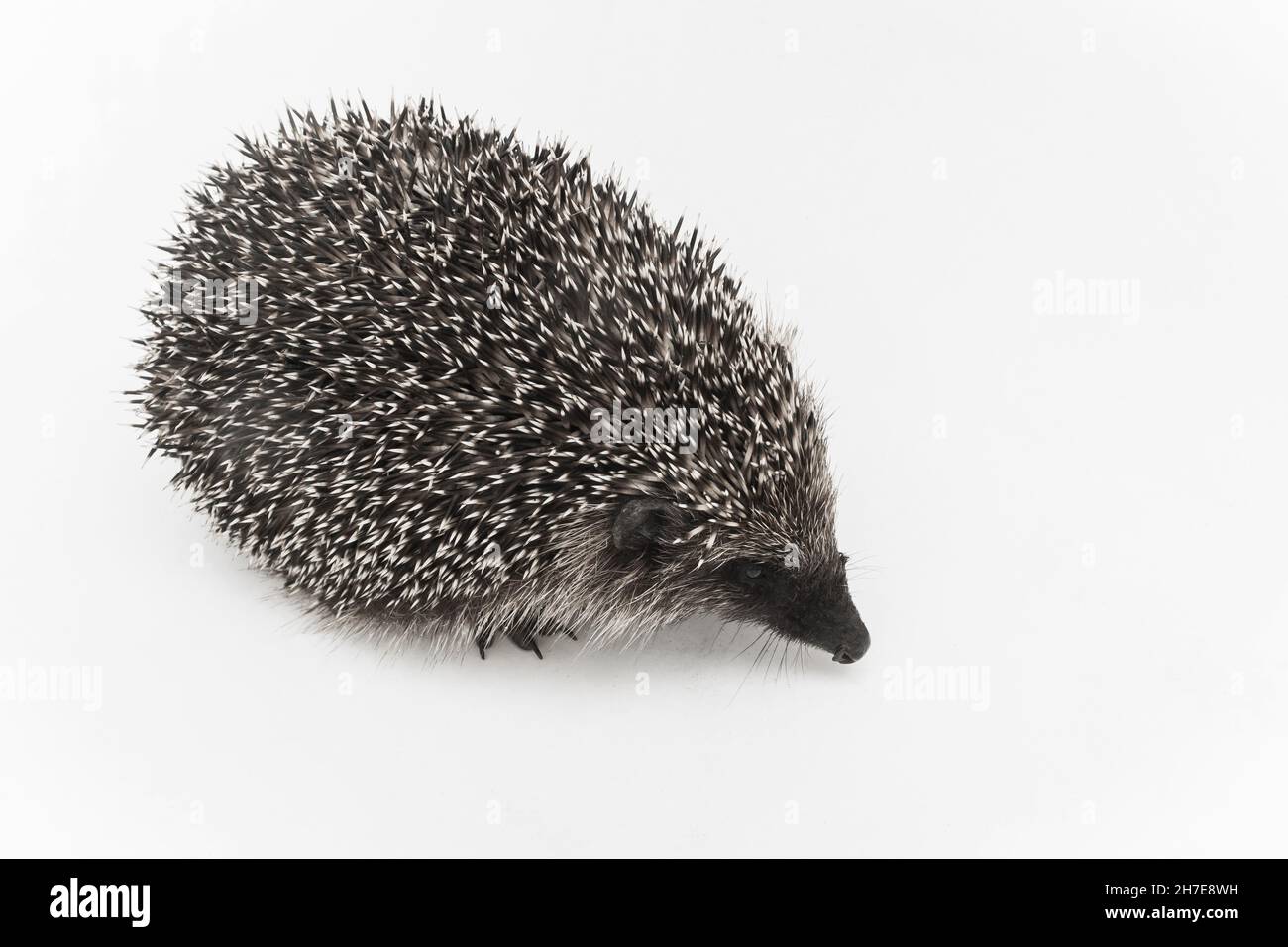 Hedgehog is a spiny animal of wild nature mammal on a white background ...