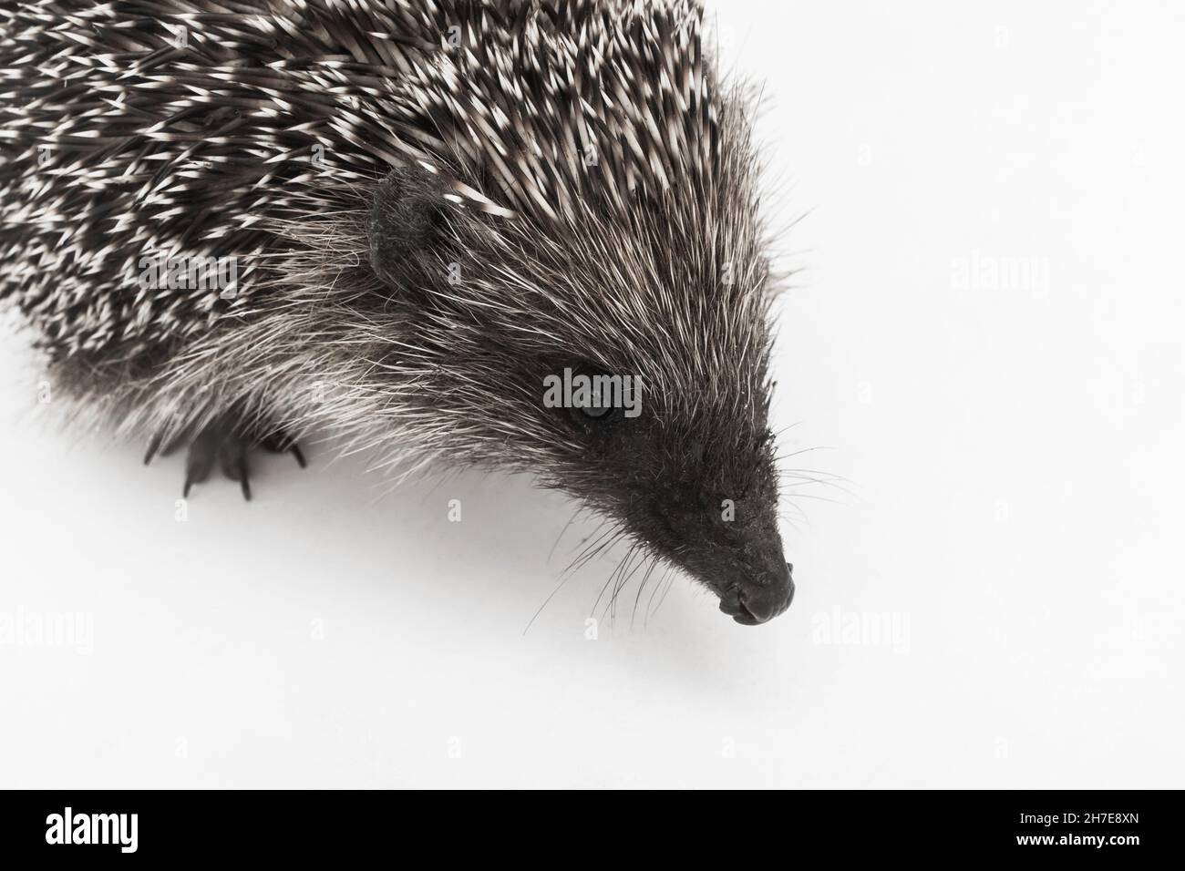 Hedgehog is a spiny animal of wild nature mammal on a white background ...