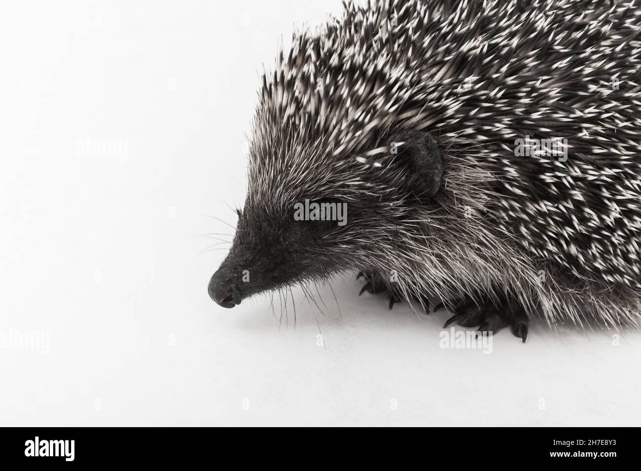Hedgehog is a spiny animal of wild nature mammal on a white background ...