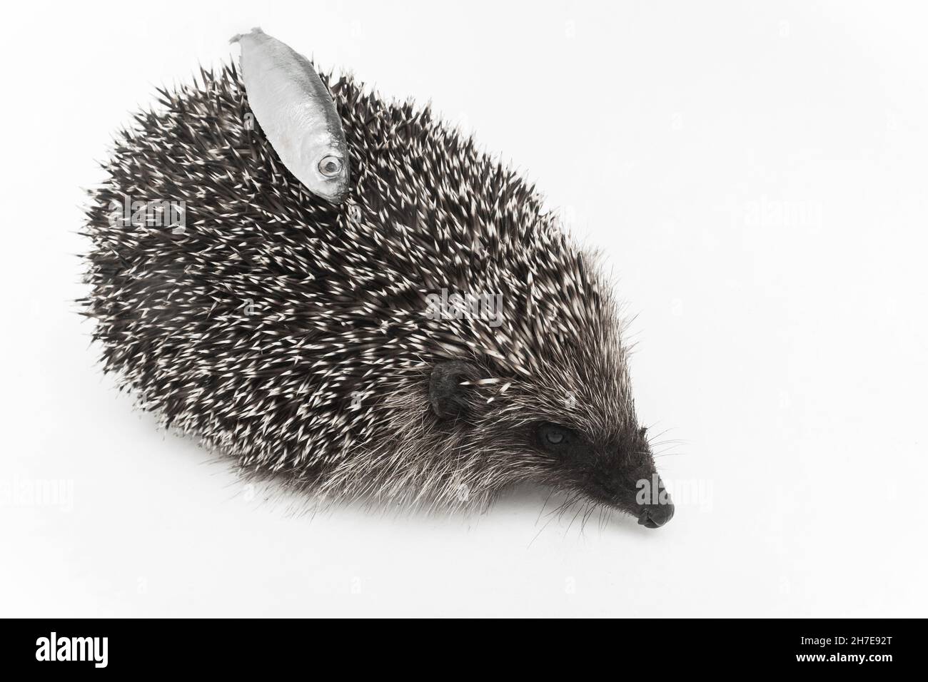 Hedgehog a spiny animal mammal of wild nature carries on the back of ...