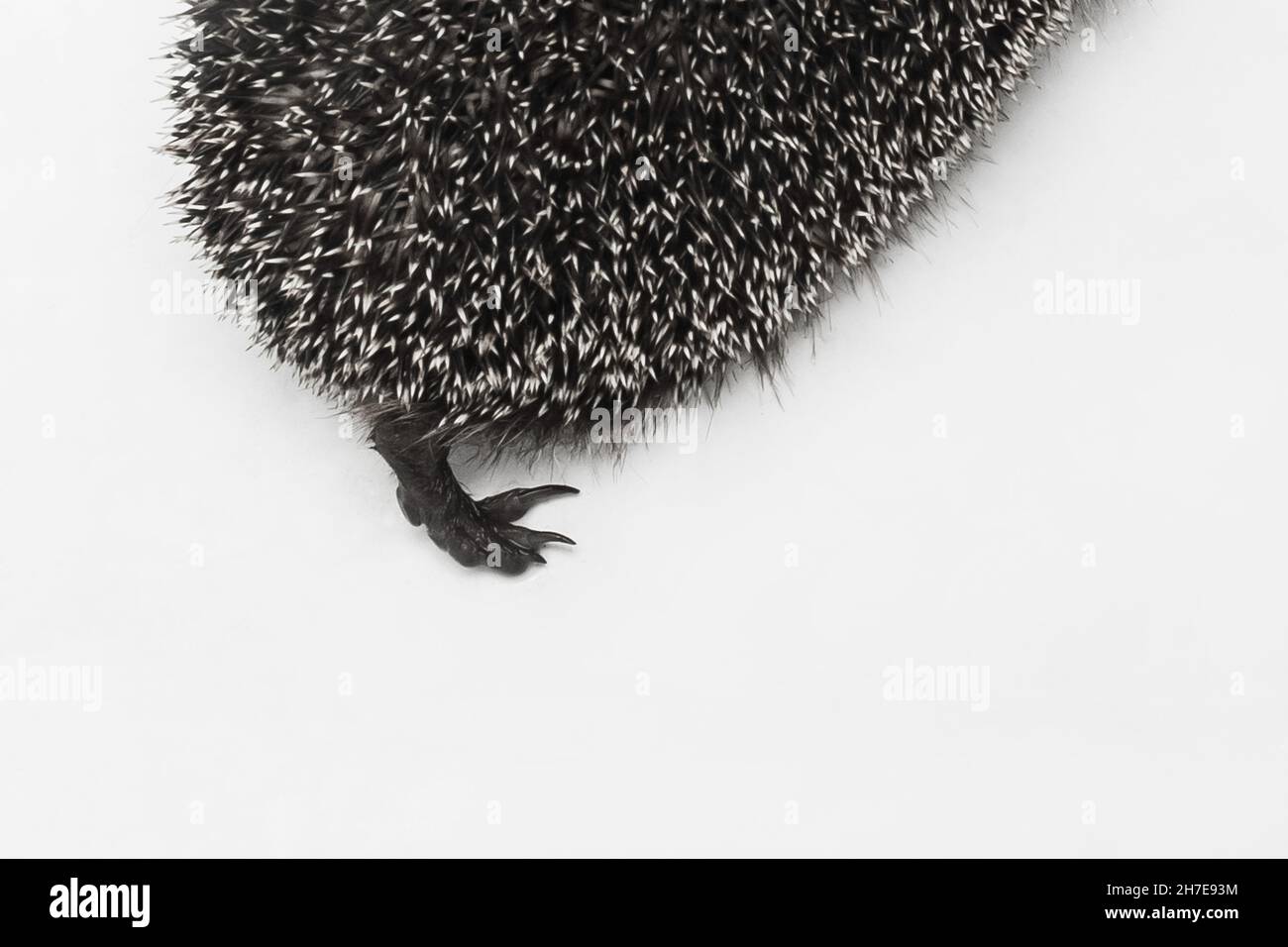 Hind leg leg of a spiny wild animal of a mammal hedgehog on a white ...