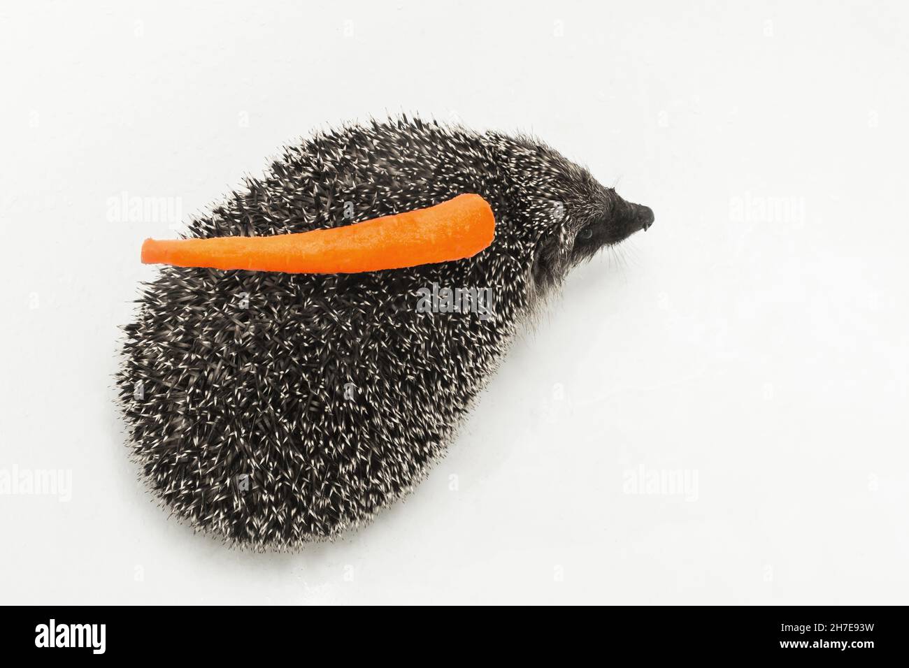 Hedgehog a prickly animal mammal of wild nature carries carrots on its ...