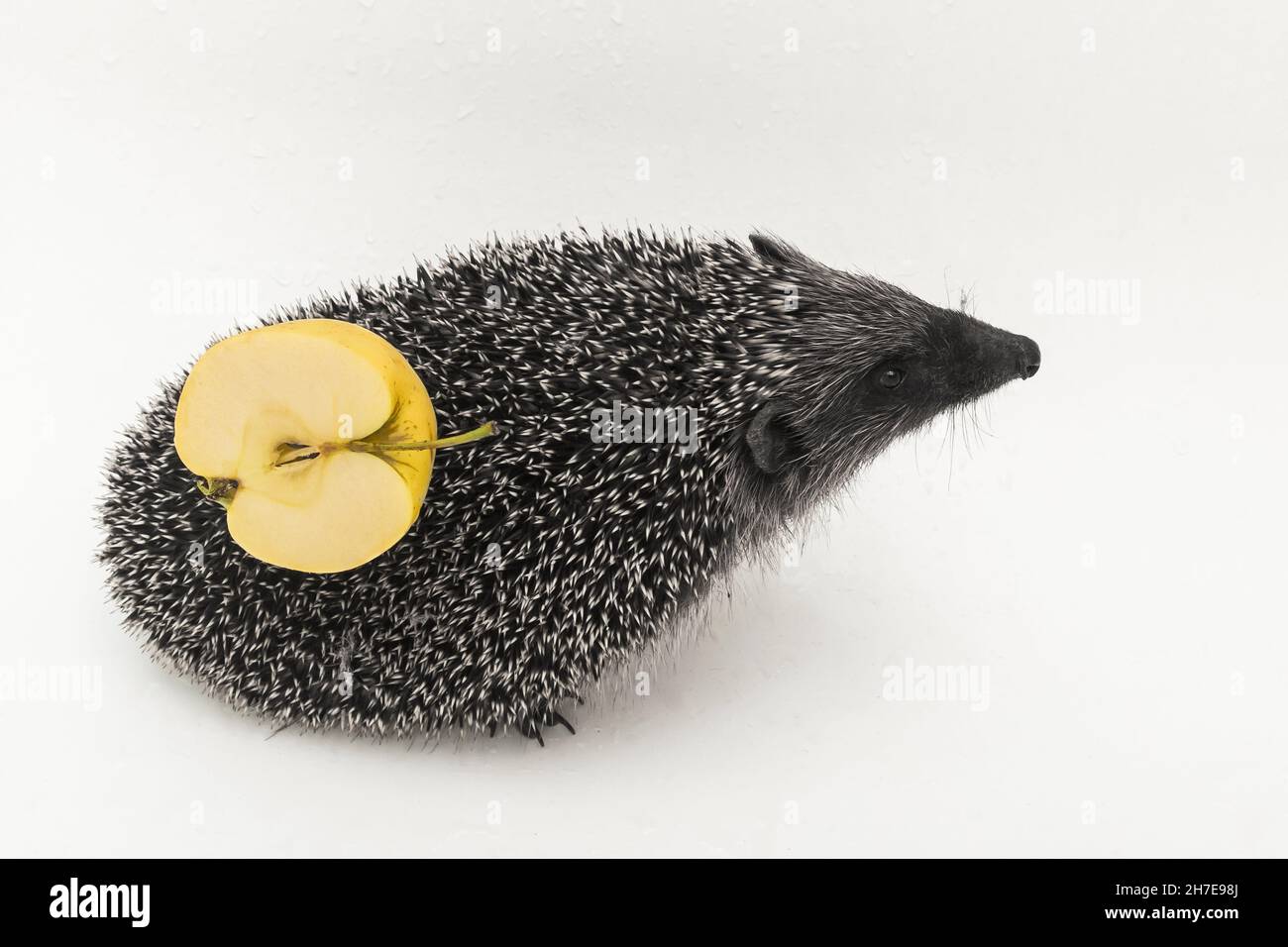 Hedgehog a spiny animal of wild nature mammal carries on its back with ...