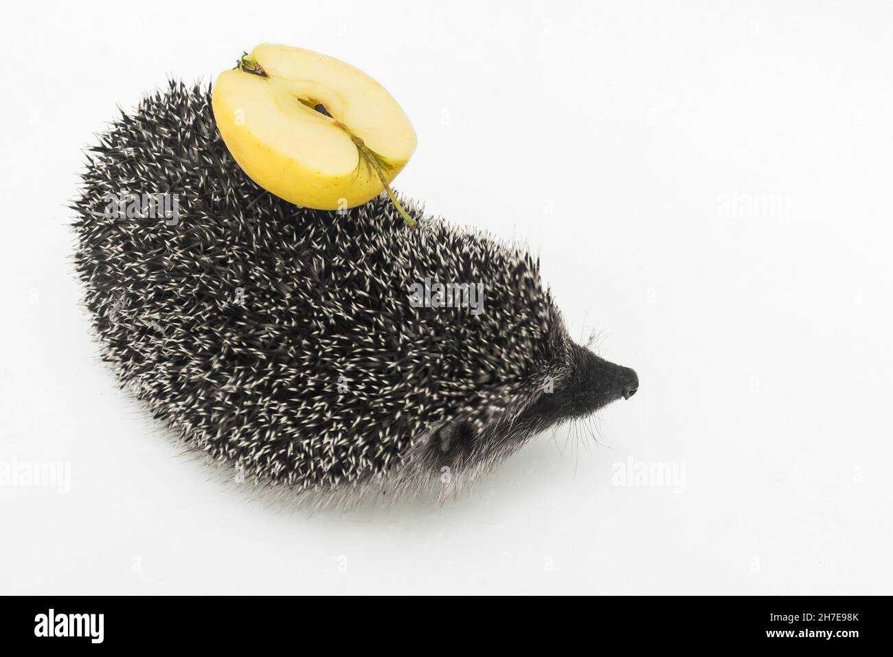 Hedgehog a spiny animal of wild nature mammal carries on its back with ...