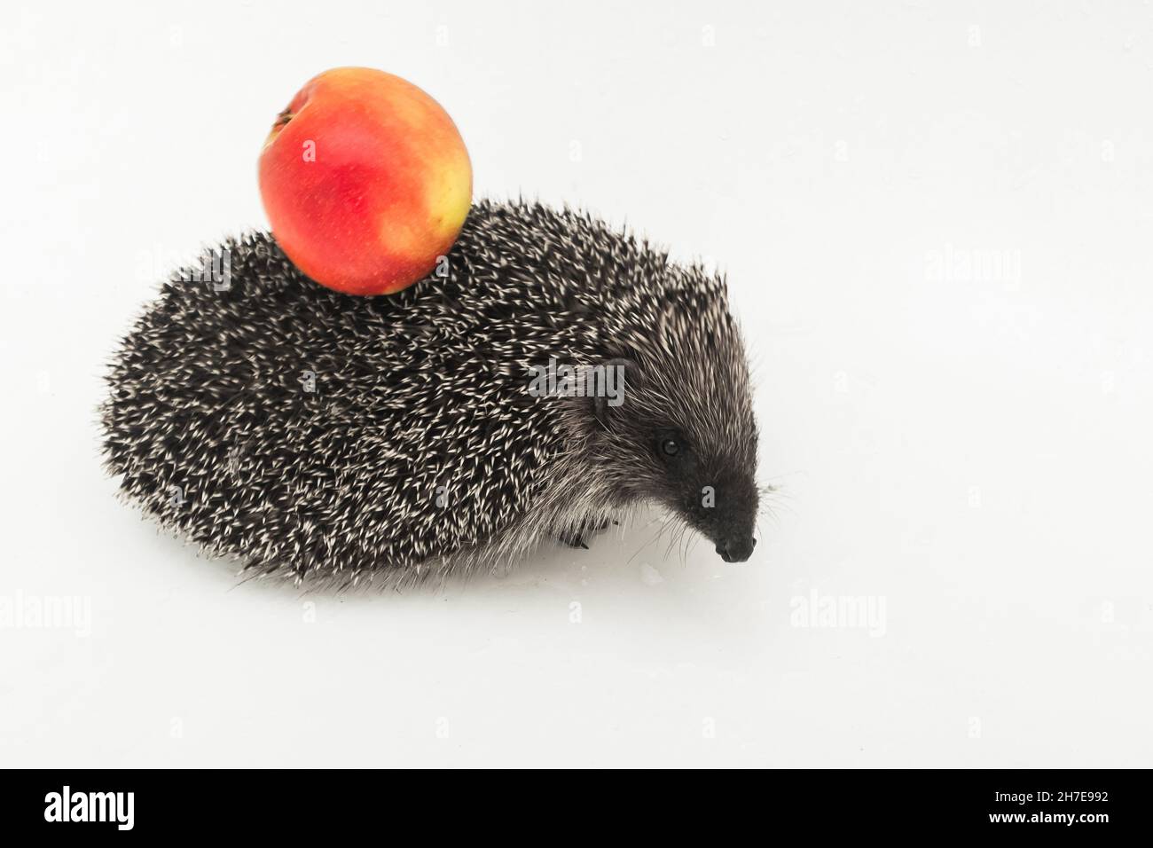 Hedgehog a spiny animal of wild nature mammal carries on its back with ...