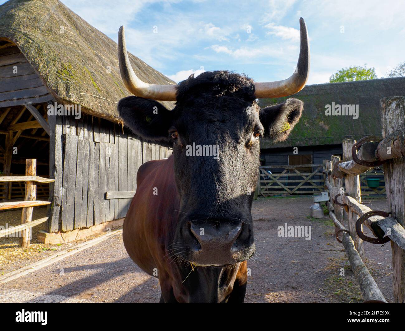 Gloucester cow, UK Stock Photo - Alamy
