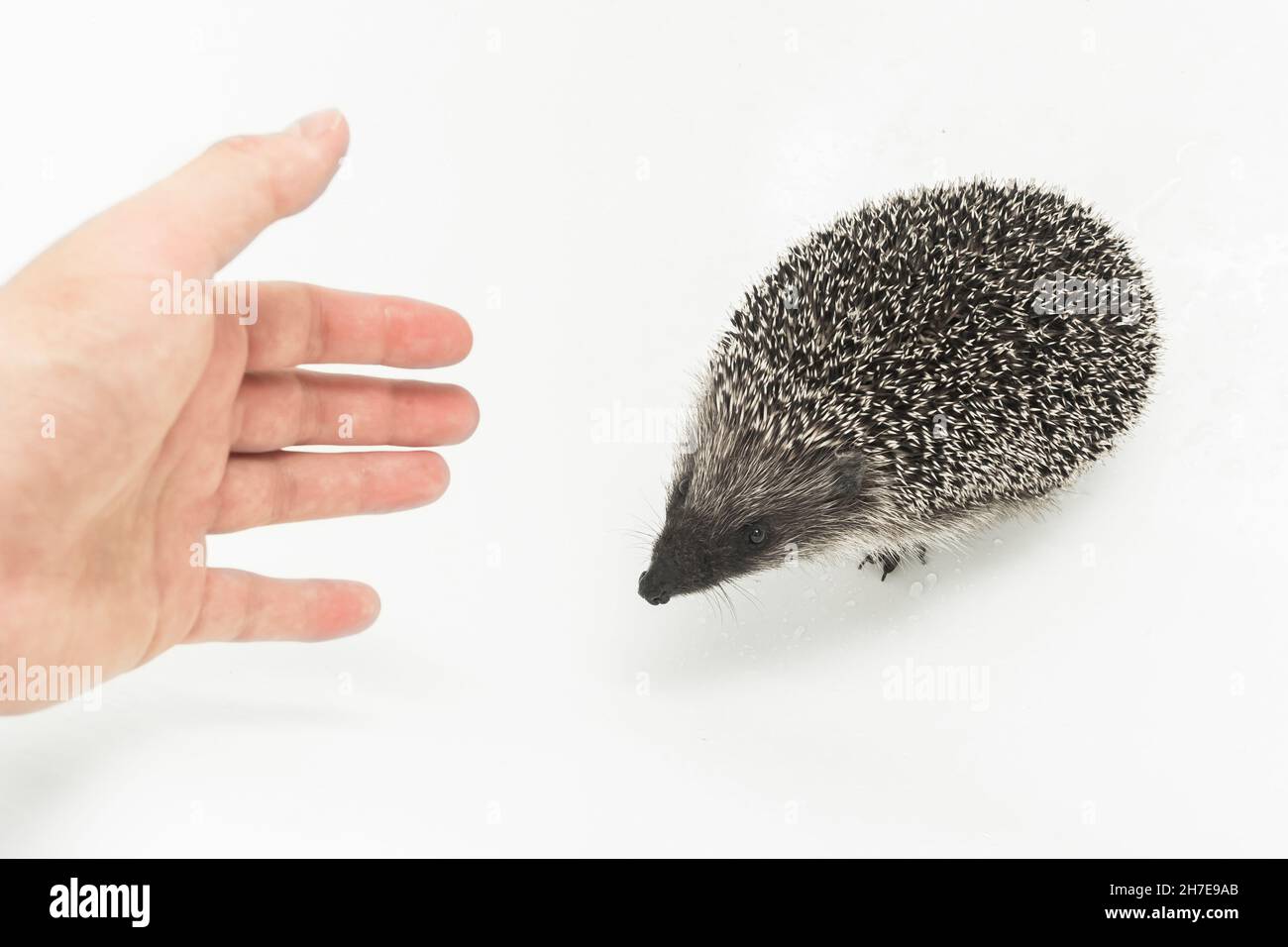 A man reaches out his hand to a hedgehog, a prickly animal of wild ...