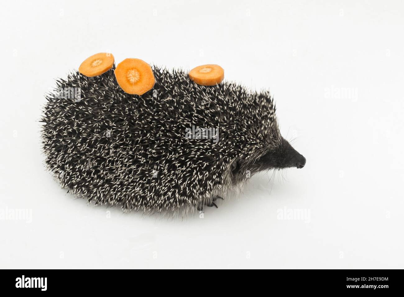 Hedgehog a prickly animal mammal of wild nature carries carrots on its ...