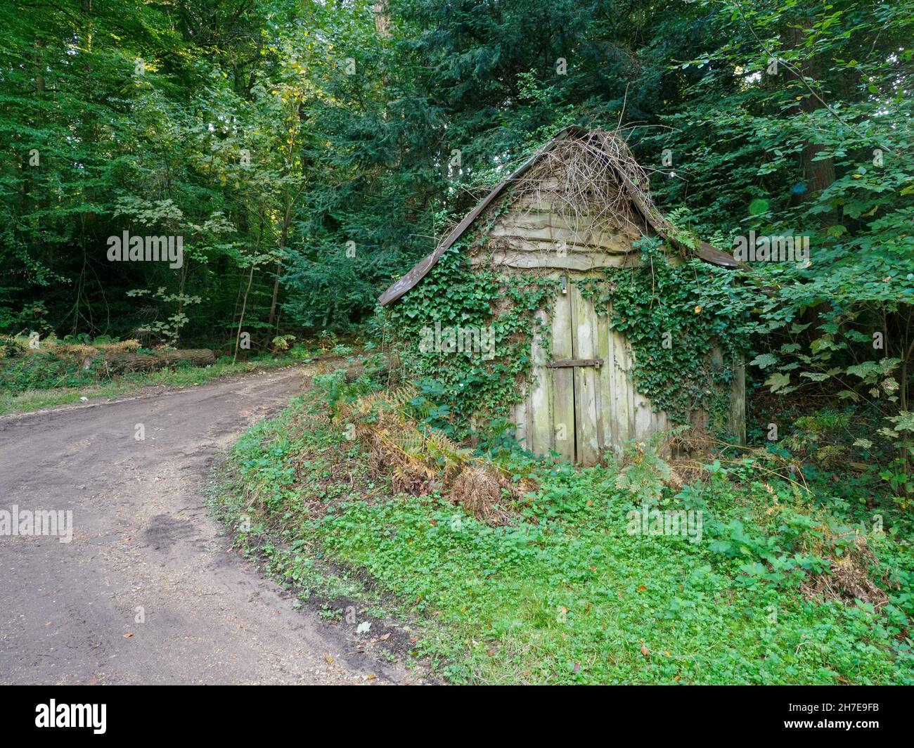 Rustic shed next to dirt road in woodland, Hampshire, UK Stock Photo ...