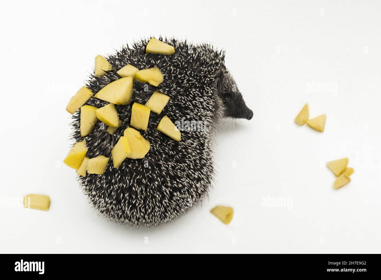 Hedgehog is a prickly animal of wild nature mammal with small sliced ...