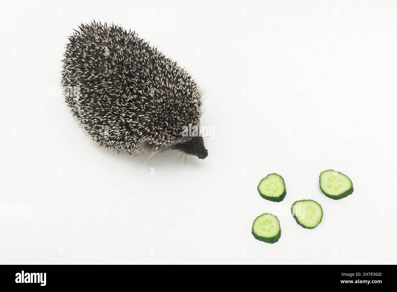 Hedgehog prickly animal with wildlife needles a mammal eats a sliced ...