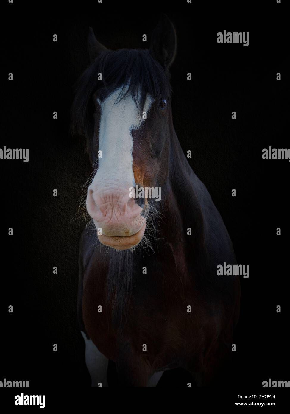 Shire Horse portrait, UK Stock Photo - Alamy