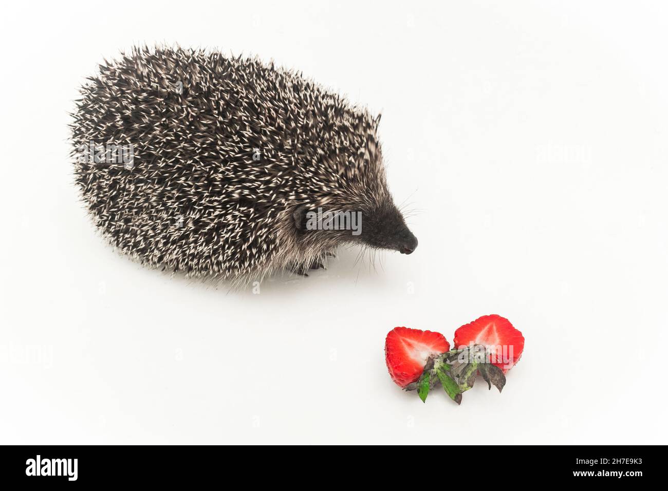 Hedgehog spiny animal of wild nature mammal with needles eats ...