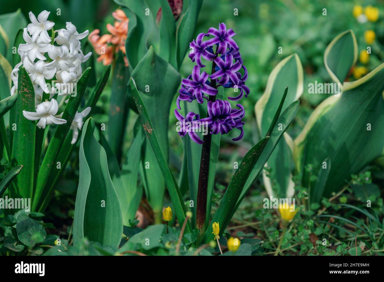 Beautiful bright purple Hyacinthus blossoms, growing in a garden ...