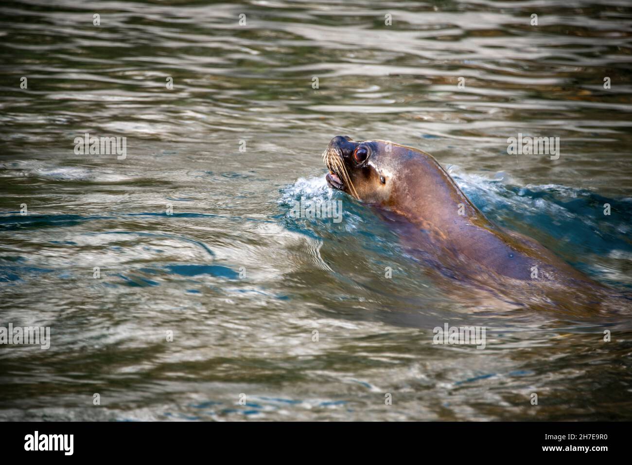 Otter swimming underwater hi-res stock photography and images - Alamy