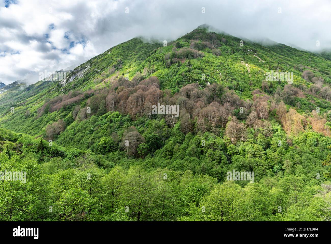 Spring in Tunca Valley Nature Park, Rize, Turkey Stock Photo - Alamy