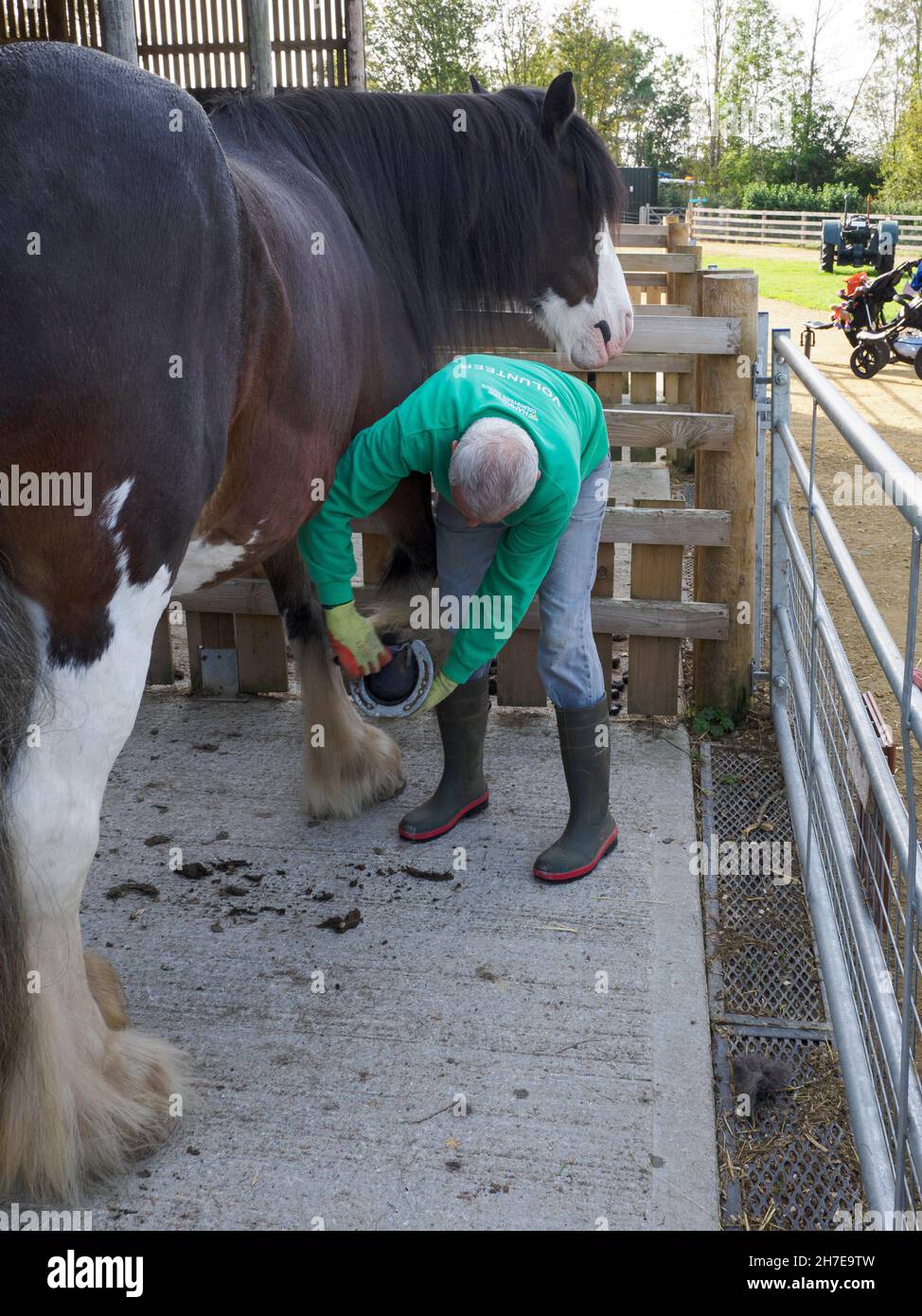 Shire horse hoof hi-res stock photography and images - Alamy