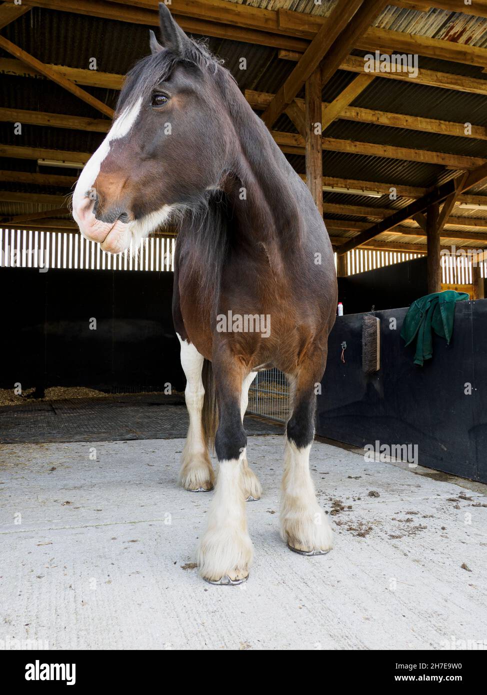 Shire horse in a barn, Manor Farm and Country Park, Southampton ...