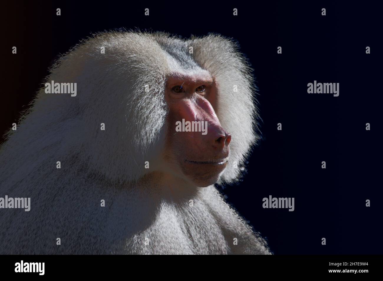 Portrait of a male baboon, looking away, against the black background ...