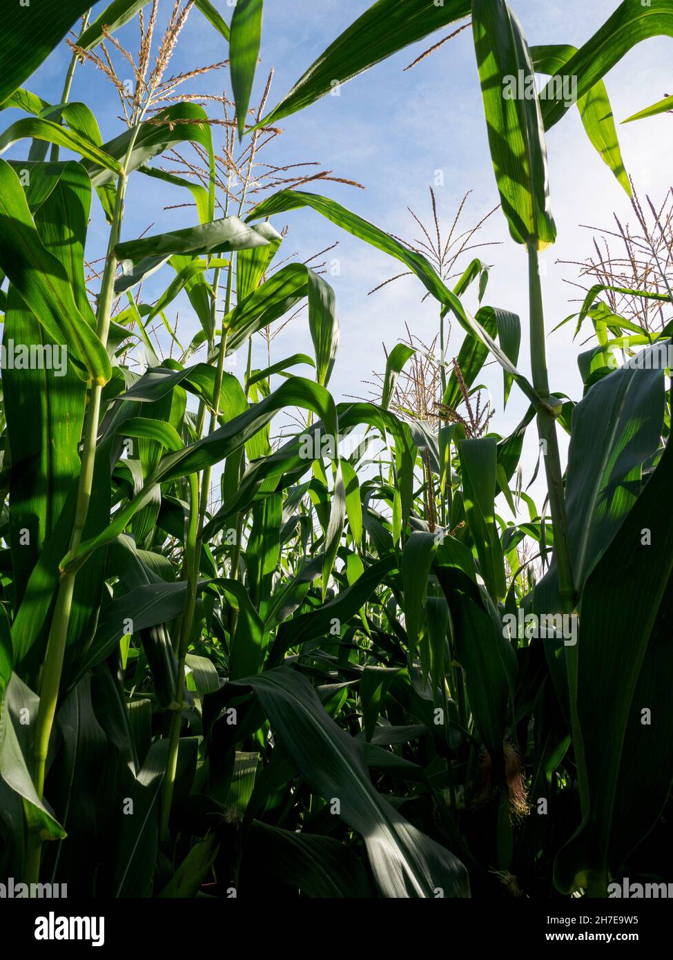 Maize grow hi-res stock photography and images - Alamy