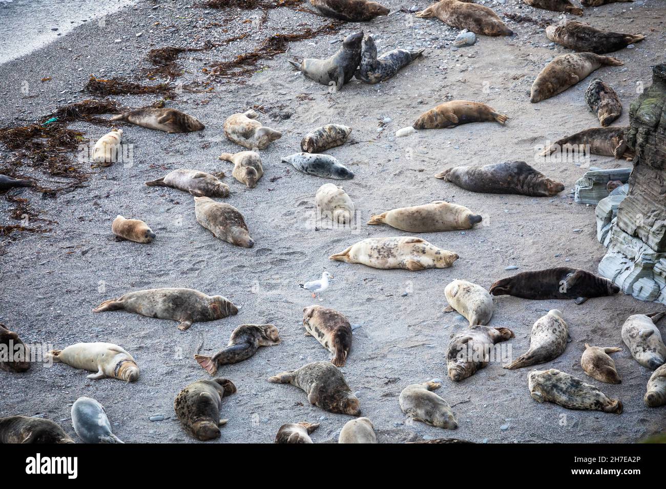 Mutton Cove,Cornwall,22nd November 2021,A large colony of Grey Seals ...