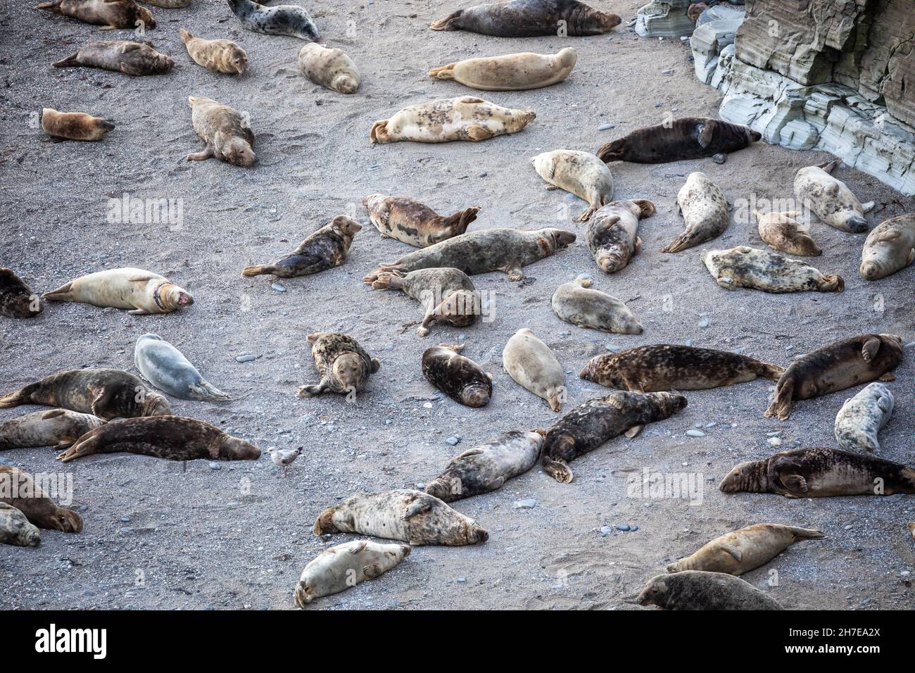 Mutton cove beach hi-res stock photography and images - Alamy