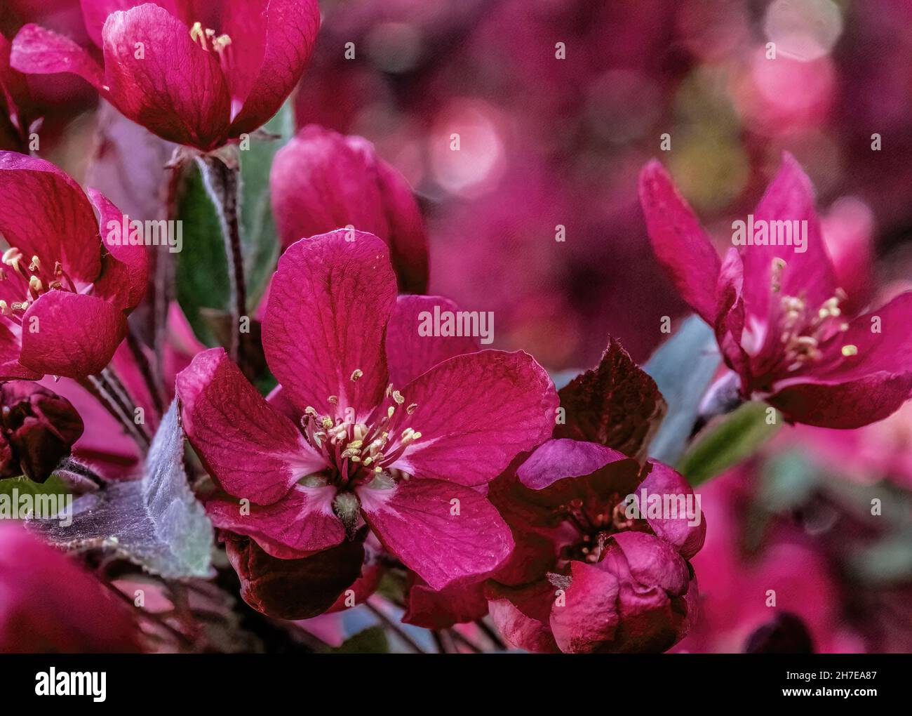 Red crabapple hi-res stock photography and images - Alamy