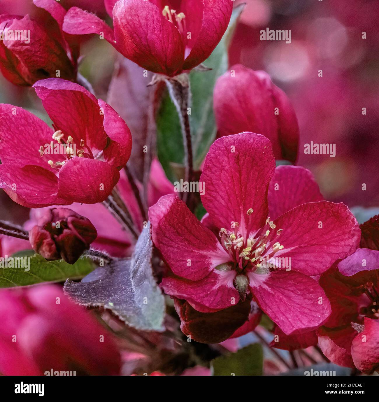Red crabapple hi-res stock photography and images - Alamy