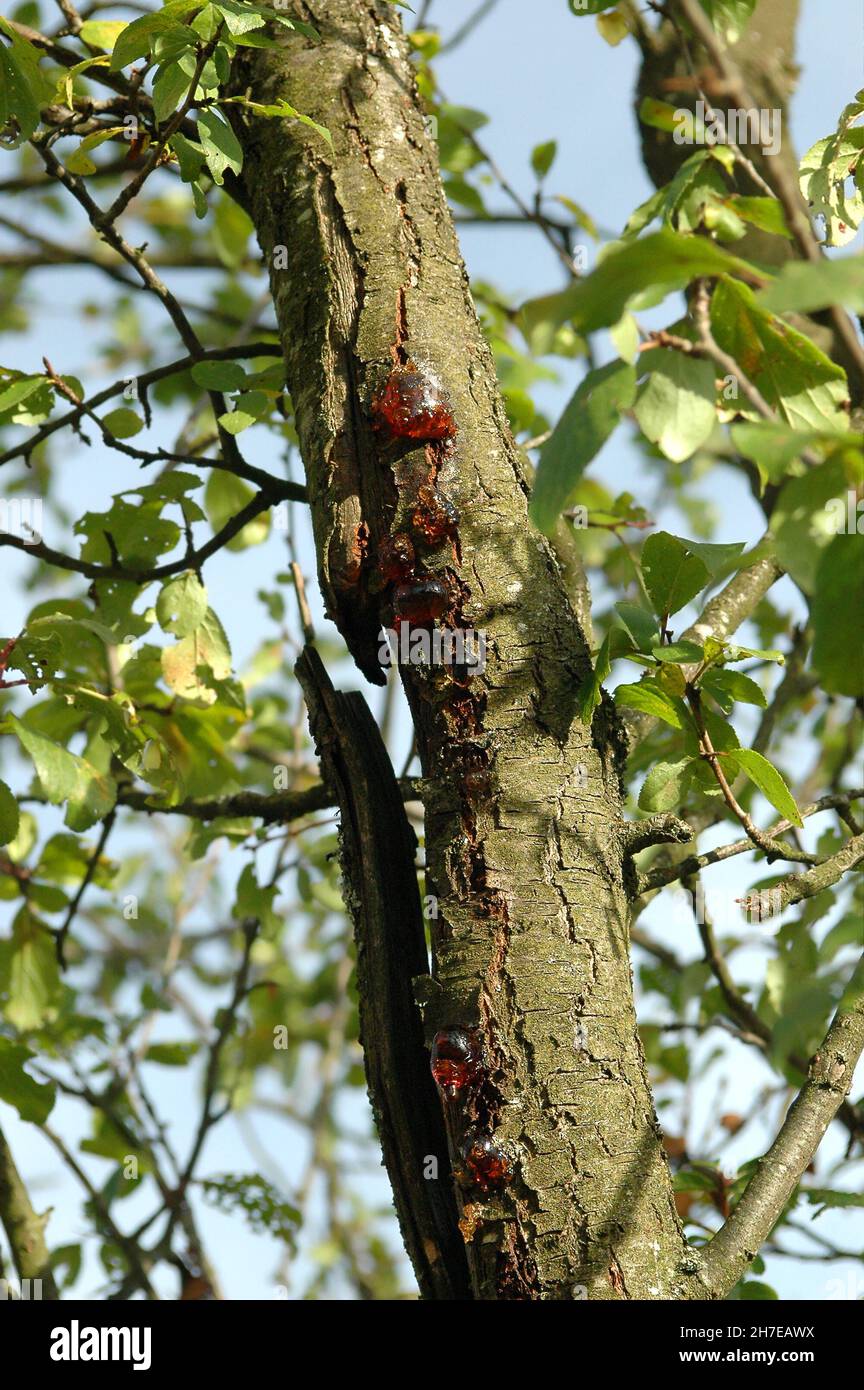 Cracked and heavily damaged plum tree that releases resin Stock Photo ...