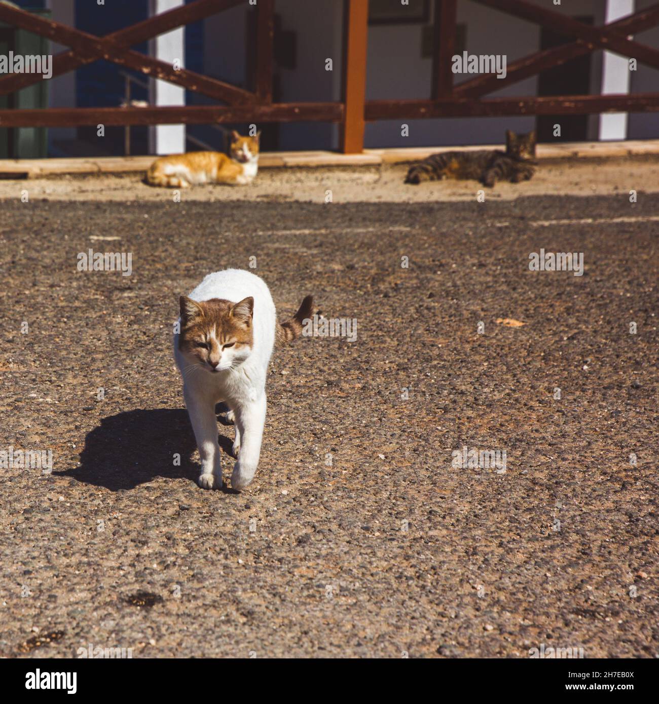 Black cat cyprus hi-res stock photography and images - Alamy